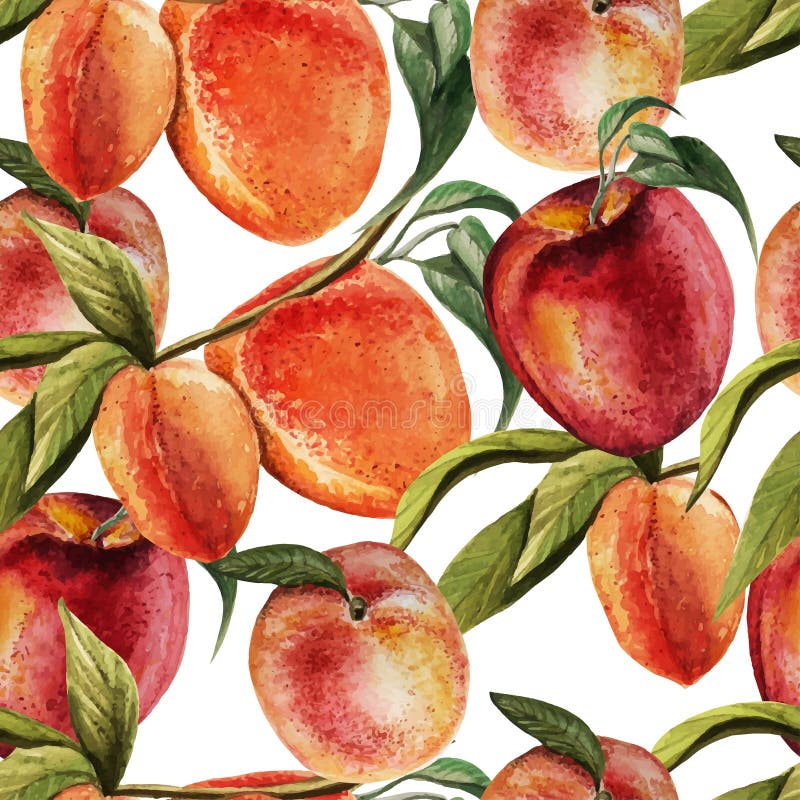 Watercolor Peaches on a Branch Stock Illustration - Illustration of ...