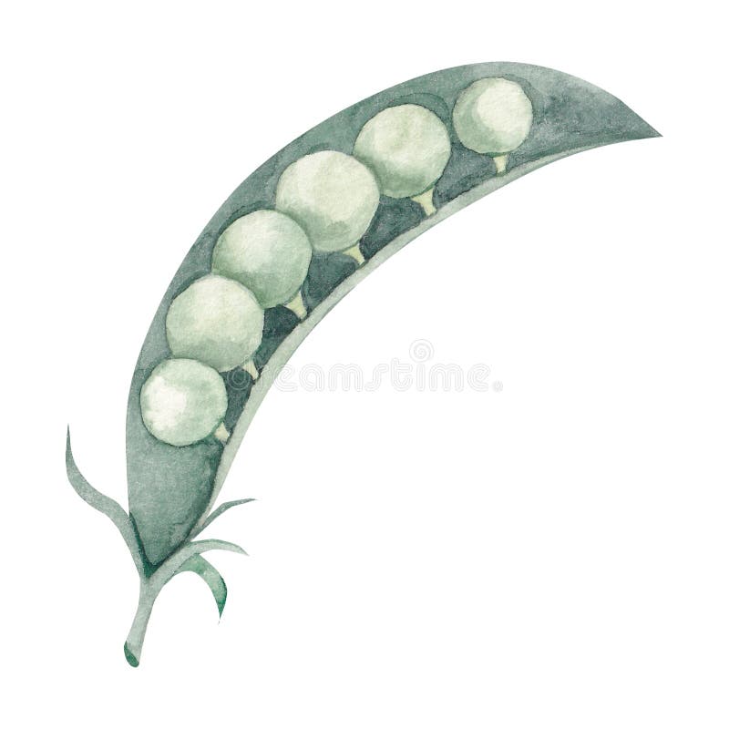 Pea Pod Line Drawing Stock Photos - Free & Royalty-Free Stock Photos ...