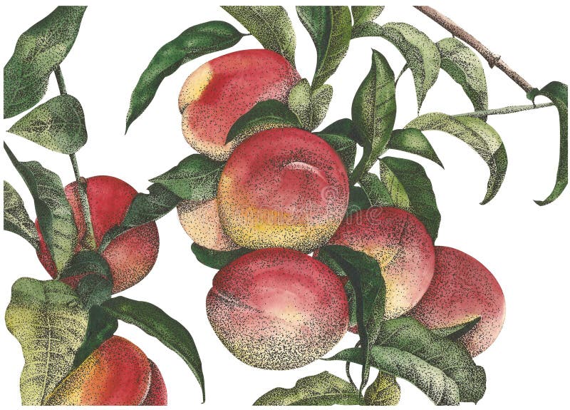Watercolor Peaches Hand Drawn Stock Illustration - Illustration of ...