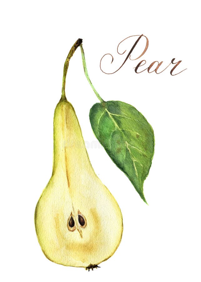 Watercolor Pear Cutaway. Botanical Illustration Stock Illustration ...