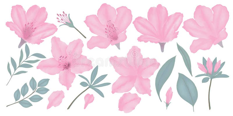 Azalea Border Stock Illustrations – 242 Azalea Border Stock ...