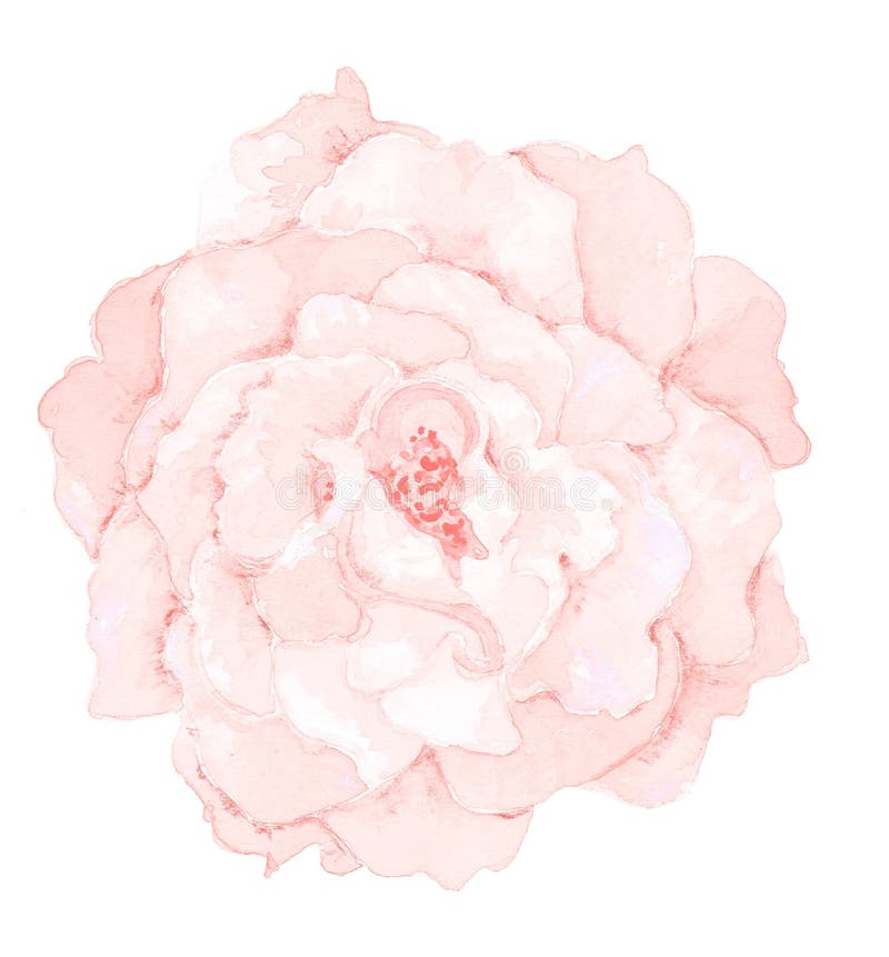 Watercolor Pink Flower Illustration Stock Illustration - Illustration ...