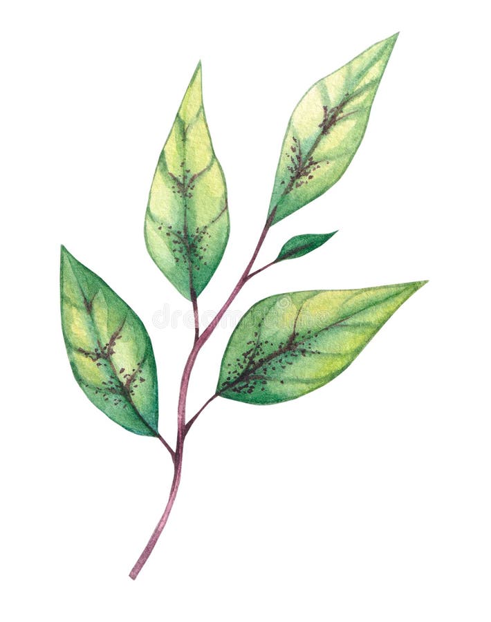 Plant Twig with Leaves Sketch Icon Isolated Stock Vector - Illustration ... Plant Twig with Leaves Sketch Icon Isolated Stock Vector - Illustration ...