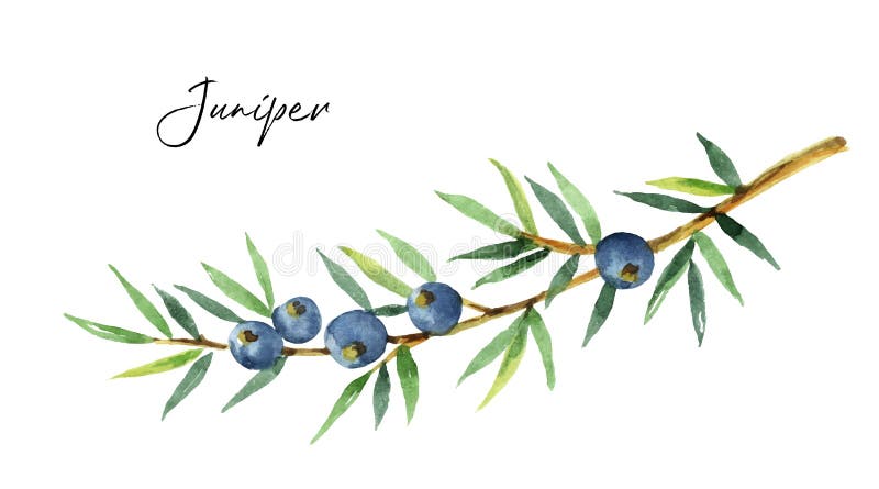 Juniper Berries Drawing Hand Drawn Of Juniper Berries On White