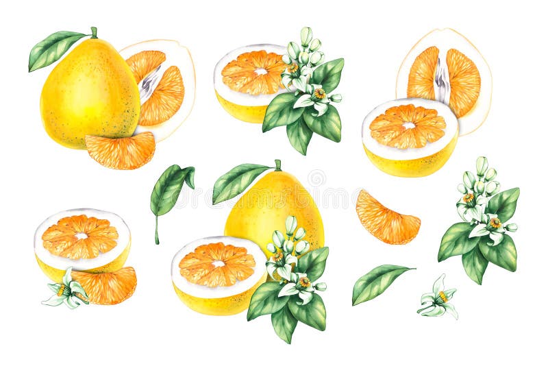 Watercolor Pomelo Citrus Fruit Set Stock Illustration - Illustration of ...