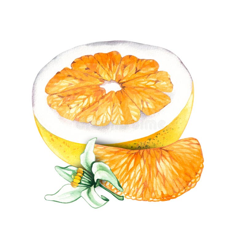 Watercolor Pomelo on White Background Stock Photo - Image of pompelmoes ...