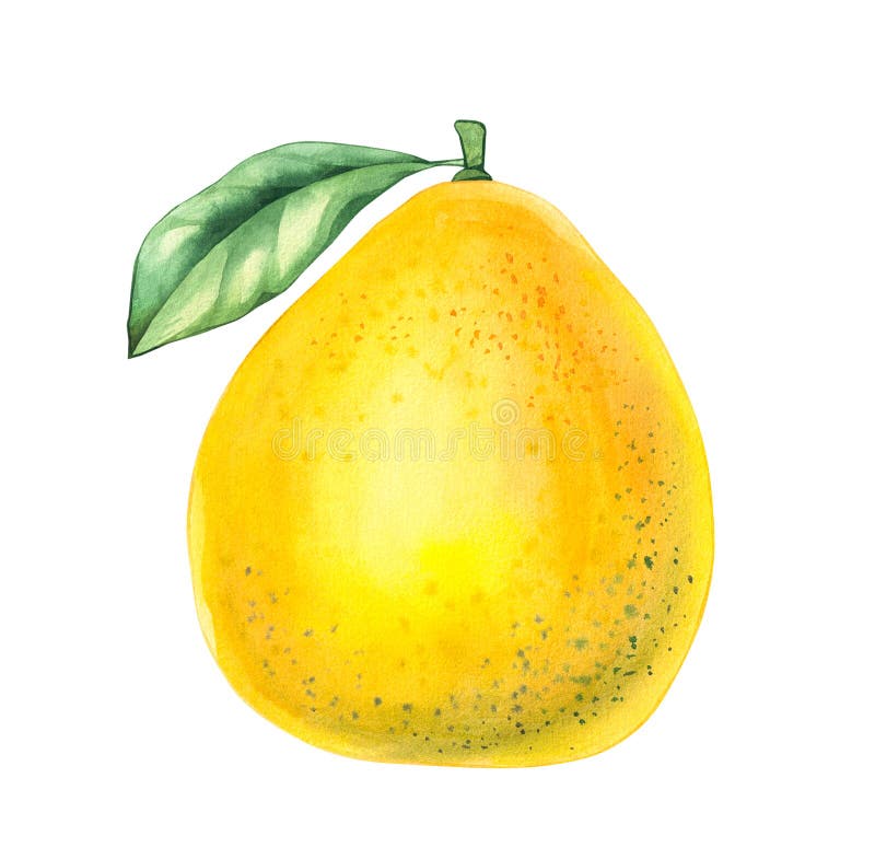 Watercolor Pomelo on White Background Stock Image - Image of watercolor ...