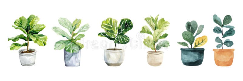 Watercolor Potted Fiddle Leaf Fig Trees Isolated on Transparent ...