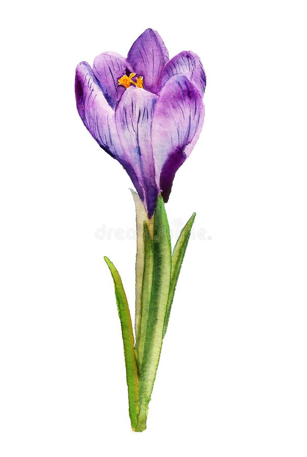 Purple Crocus Flower Drawing. Stock Illustration - Illustration of ...