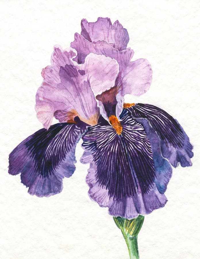 Watercolor Painting Iris Flower Stock Illustration - Illustration of ...