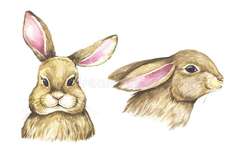 Watercolor Rabbit,Bunny Set . Watercolor Illustration Isolated on White ...