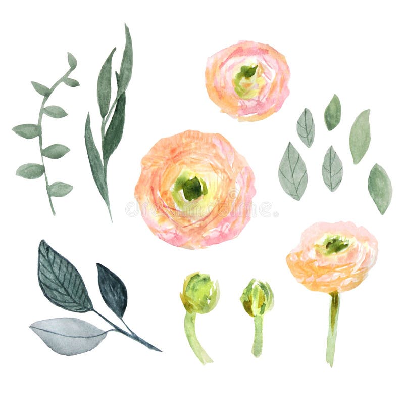 Watercolor ranunculus set. stock illustration. Illustration of orange ...