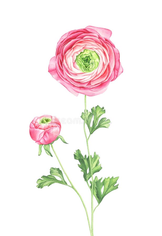 Watercolor Ranunculus on White Background Stock Illustration ...