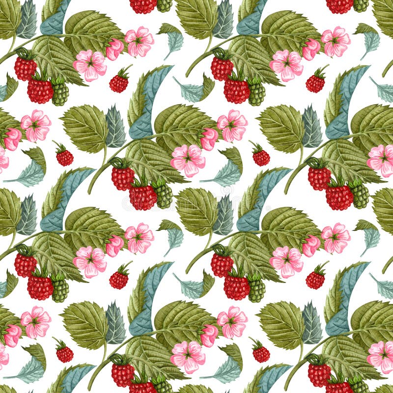 Watercolor Raspberry Seamless Pattern on White. Raspberry Berries and ...
