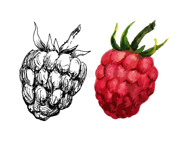 Watercolor Raspberry Vector Isolated on White Background Stock ...