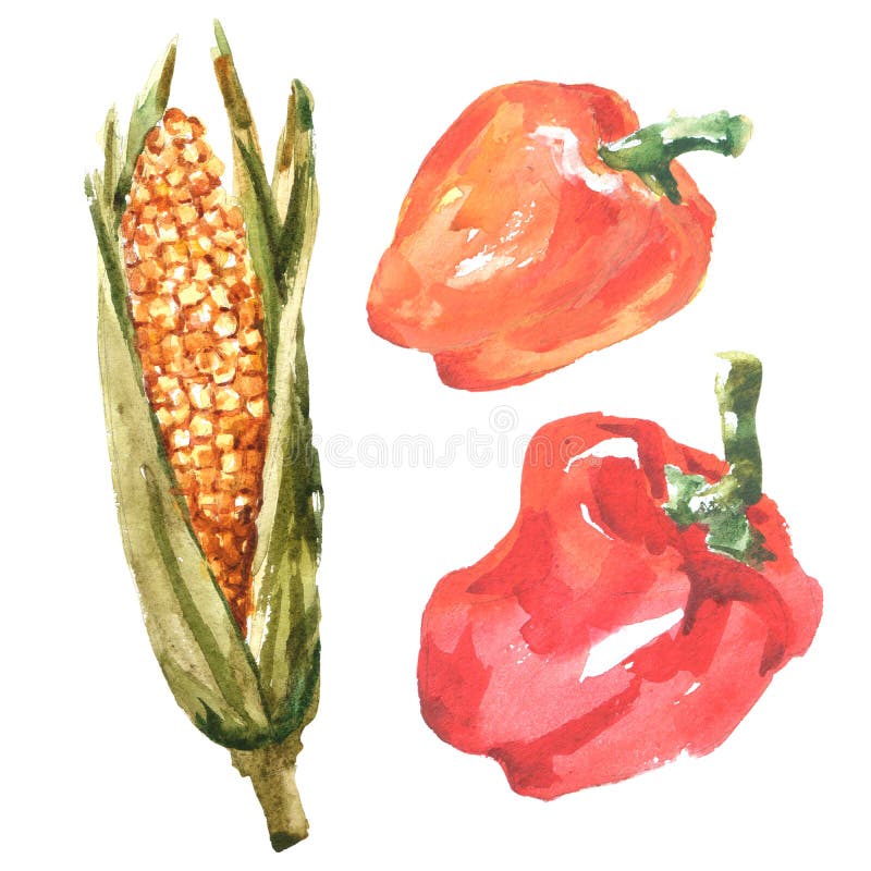 Watercolor Raster Illustration of Pepper and Corn. Stock Illustration ...