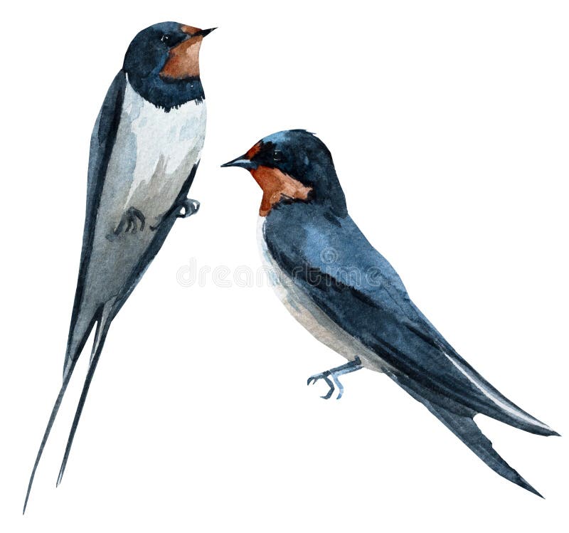 Watercolor Raster Swallow Bird Stock Illustration - Illustration of ...