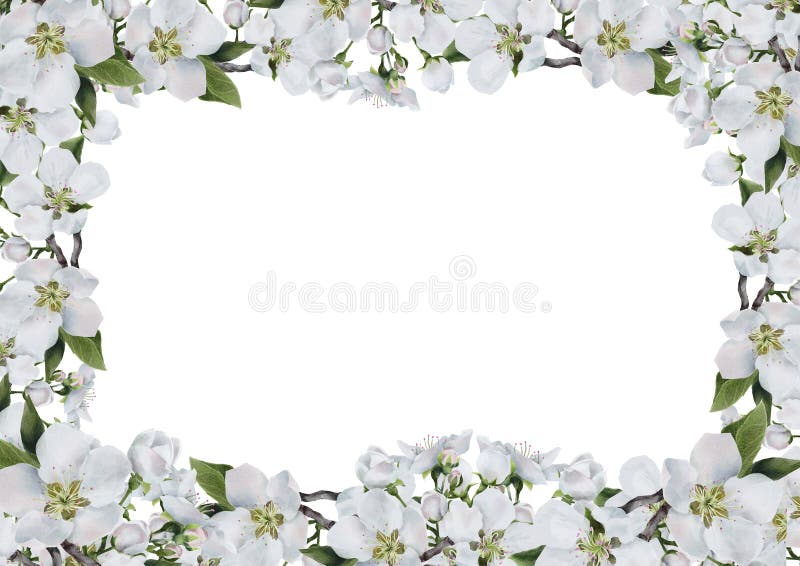 Watercolor Rectangular Floral Frame with White Spring Blossoms Stock ...