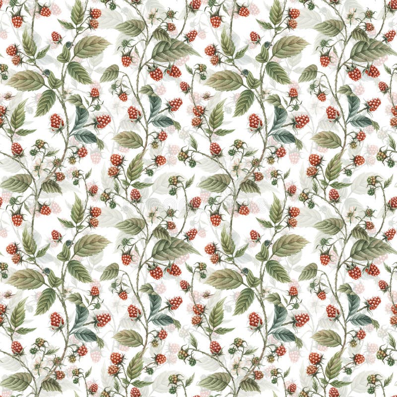 Raspberry Drawings Stock Illustrations – 217 Raspberry Drawings Stock ...