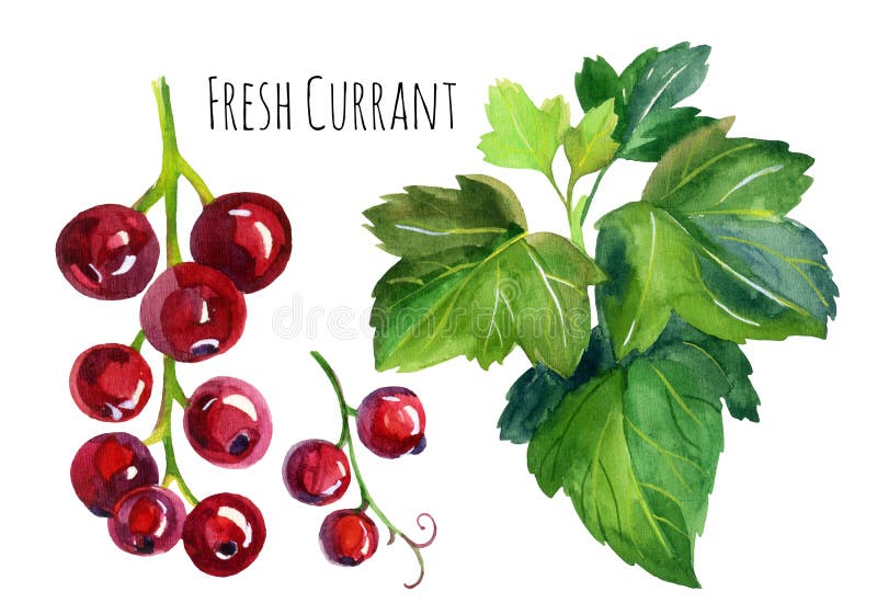 Watercolor Red Currants Isolated on White Stock Illustration ...