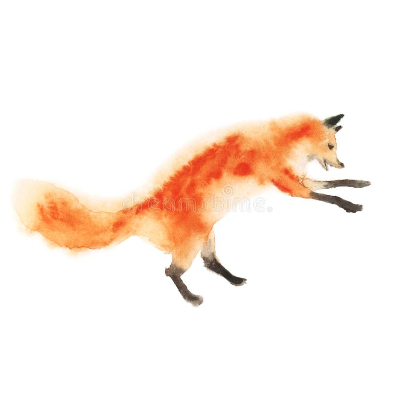 Watercolor Red Fluffy Fox in Motion on White. Stock Illustration ...