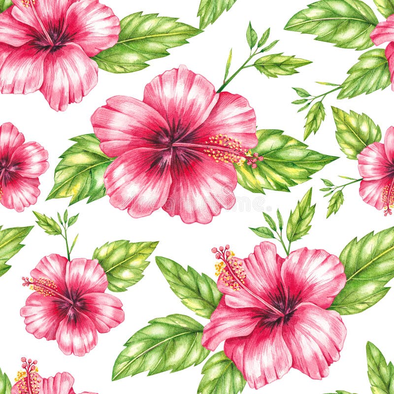 Watercolor Red Hibiscus Pattern Stock Illustration - Illustration of ...