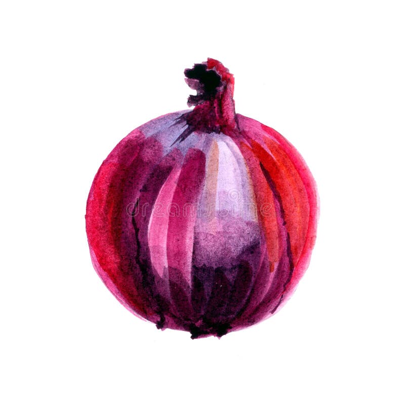 Watercolor Red Onion On White Background Stock Illustration ... Watercolor Red Onion On White Background Stock Illustration ...