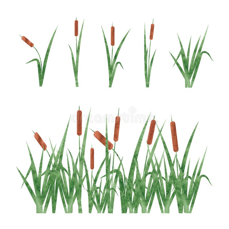 Watercolor reeds set. stock vector. Illustration of riverside - 75154076