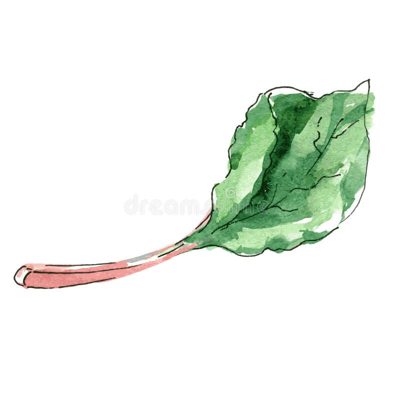 Rhubarb Vector Illustration Hand Drawn Vegetable Cartoon Art Stock ...