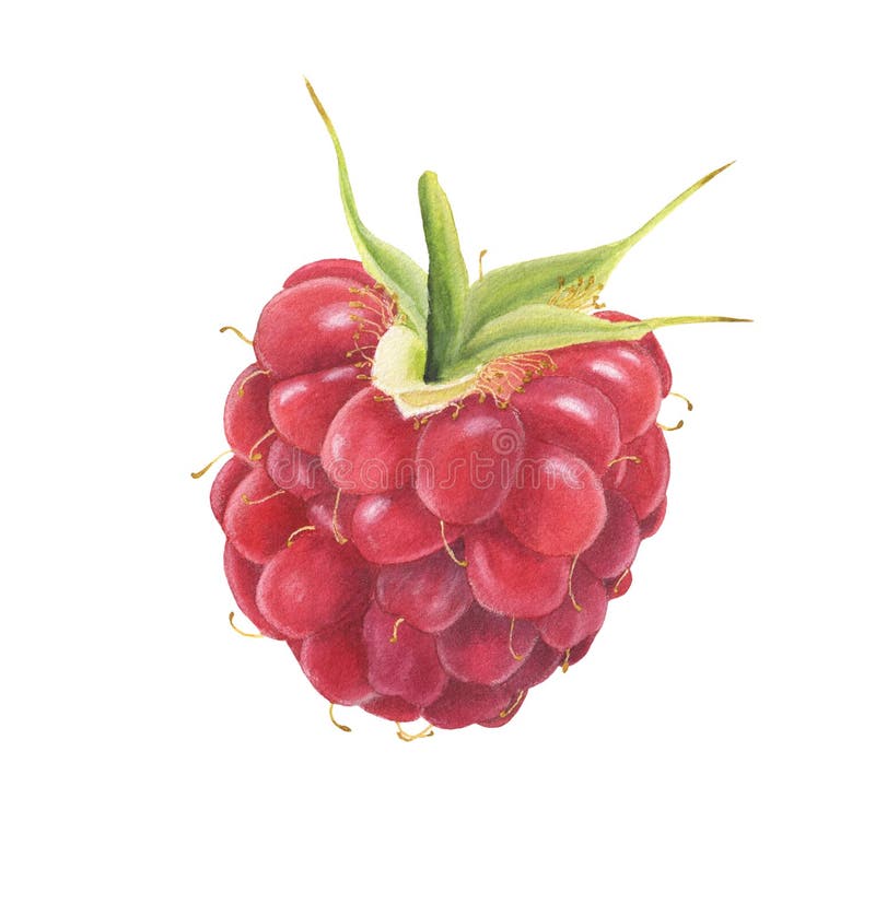 Raspberry. Watercolor Painting Stock Image - Image of creative, diet ...