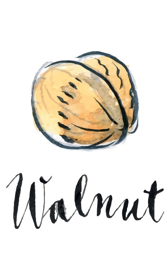 Watercolor ripe walnut stock vector. Illustration of calligraphy - 75445862