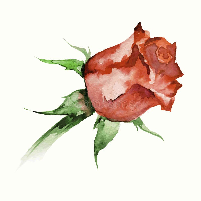 Watercolor rosebud stock vector. Illustration of aquarelle - 58749805