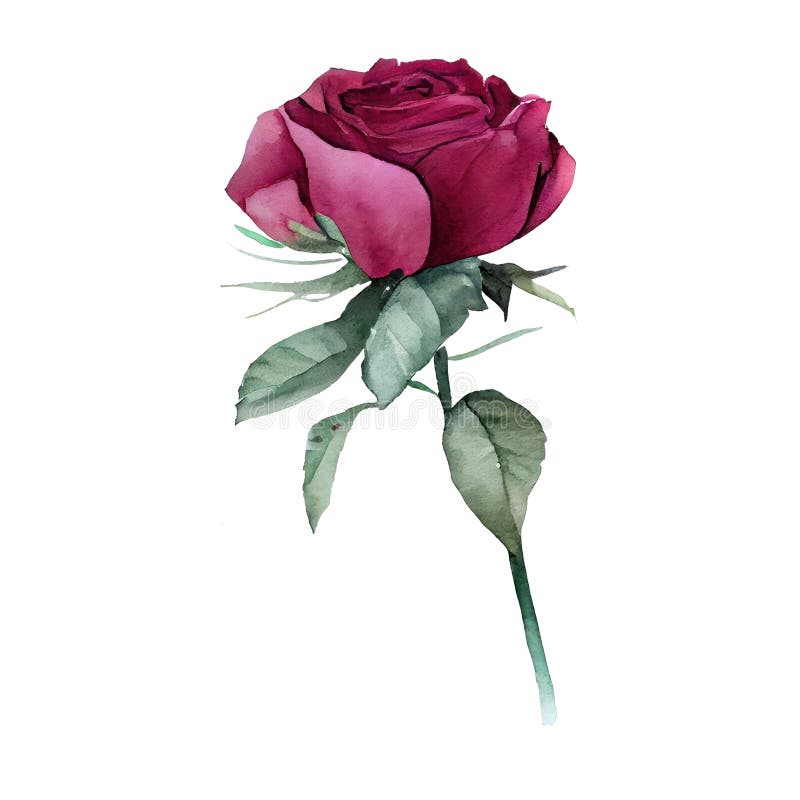 Watercolor Roses and Leaves Design Stock Illustration - Illustration of ...