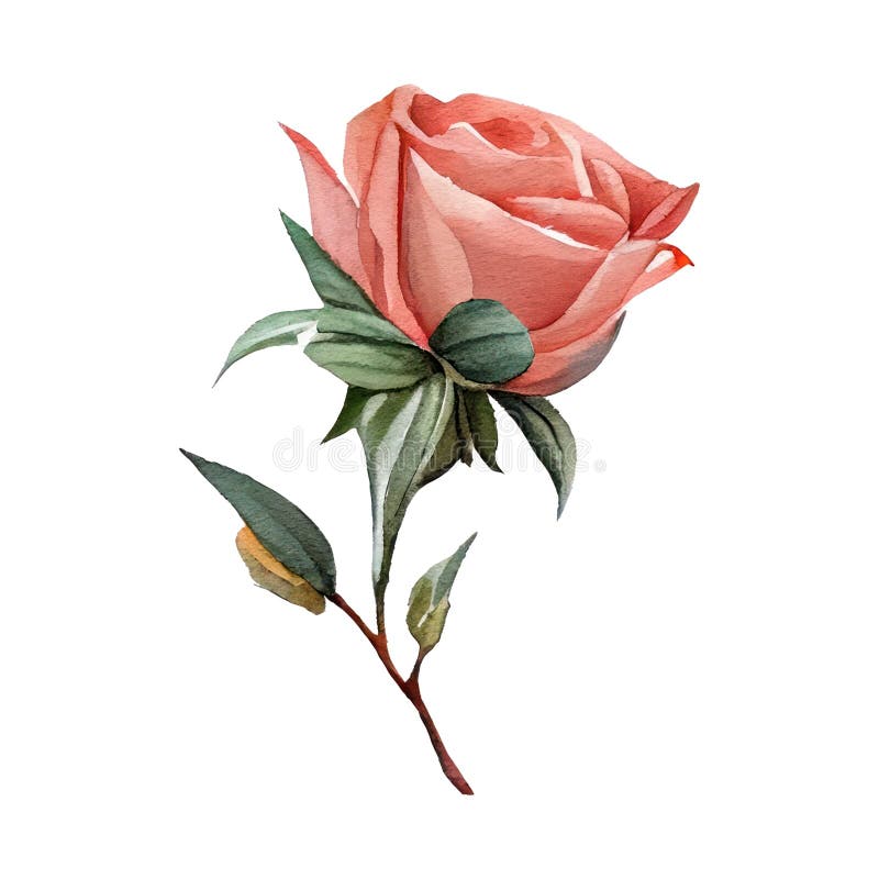Watercolor Roses and Leaves Design Stock Illustration - Illustration of ...