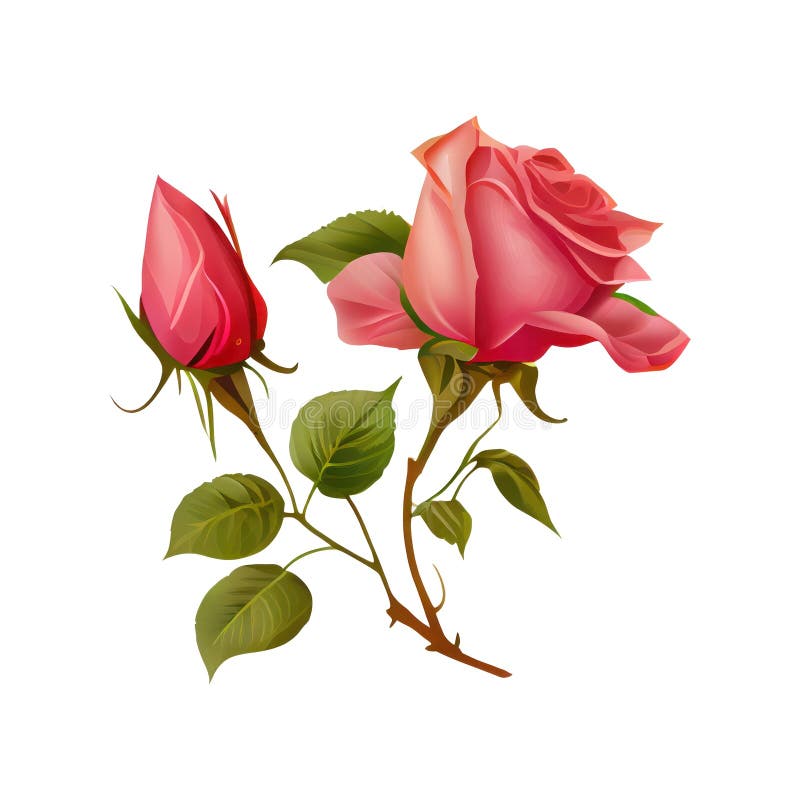 Watercolor Roses and Leaves Design Stock Illustration - Illustration of ...