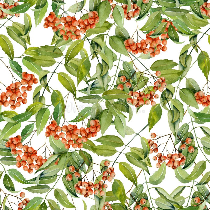 Watercolor rowan stock illustration. Illustration of floral - 56655996