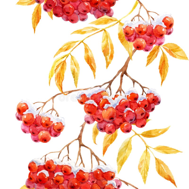Watercolor Rowan Branches Wreath, Frame Border Stock Illustration ...