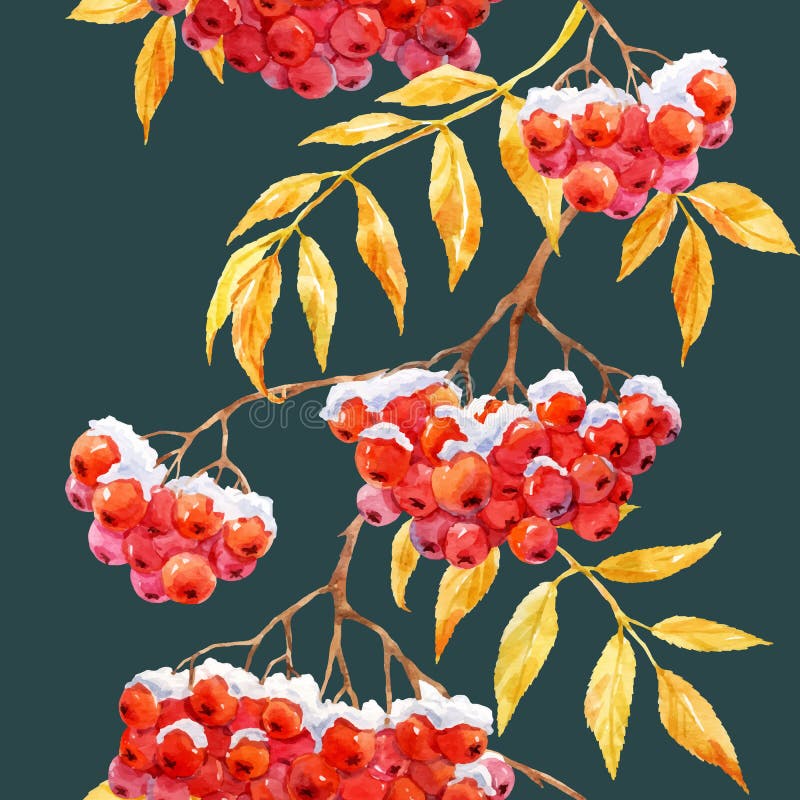 Watercolor Rowan Branches Wreath, Frame Border Stock Illustration ...