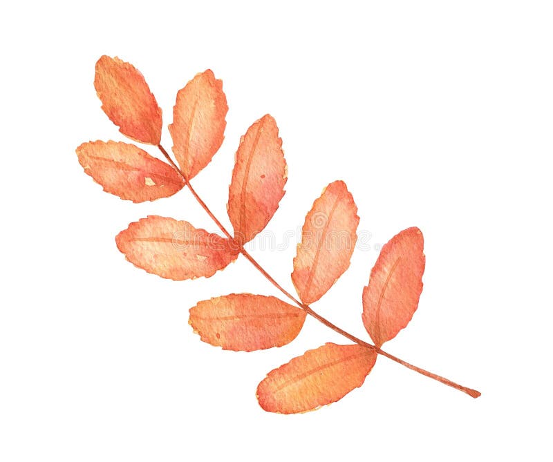 Watercolor Rowan Tree Leaf. Hand Drawn Autumn Isolated Illustration ...
