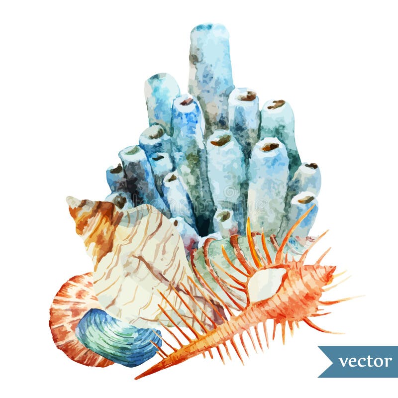 Watercolor, , Sea, Coral, Shell2 Stock Illustration - Illustration of ...