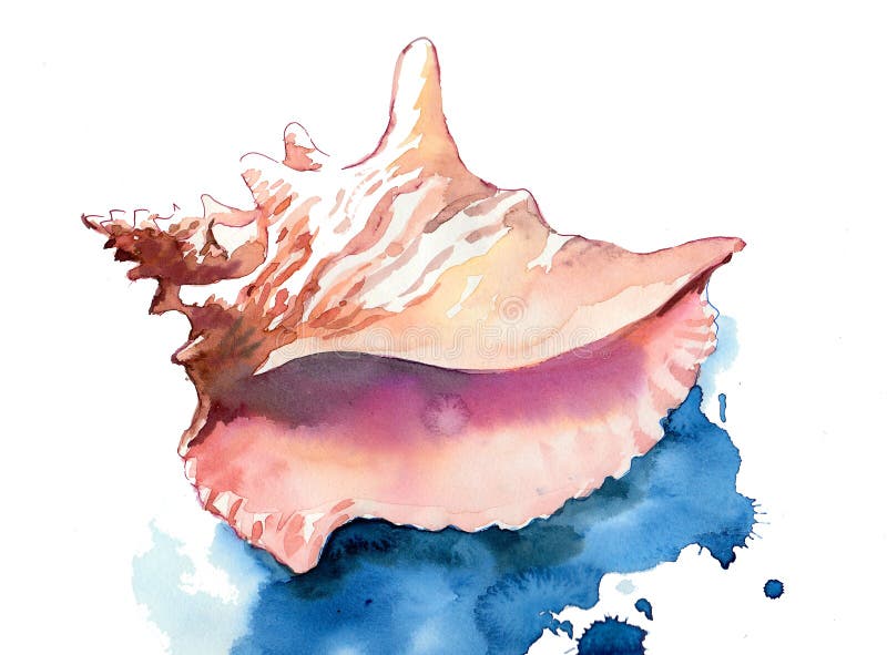 Watercolor sea shell stock illustration. Illustration of purple - 110346110