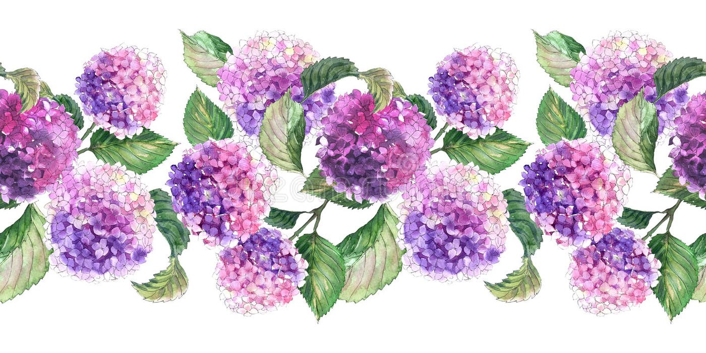 Watercolor Hydrangeas Borders Stock Illustrations – 24 Watercolor ...