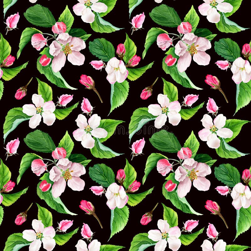 Watercolor Seamless Pattern with Apple Tree Blooms. Isolated on Black ...
