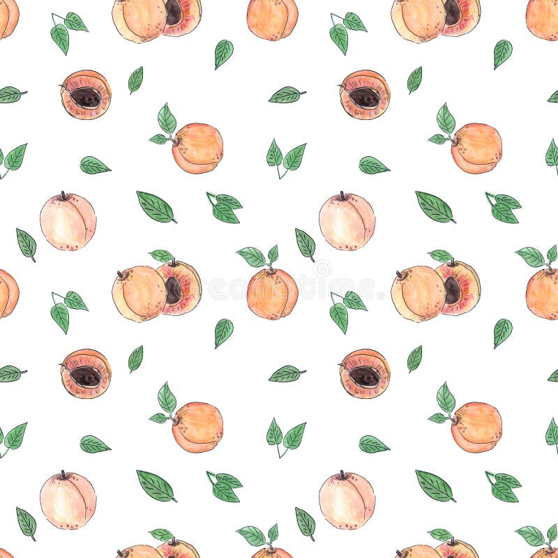 Watercolor Seamless Pattern with Apricots on White Stock Illustration ...