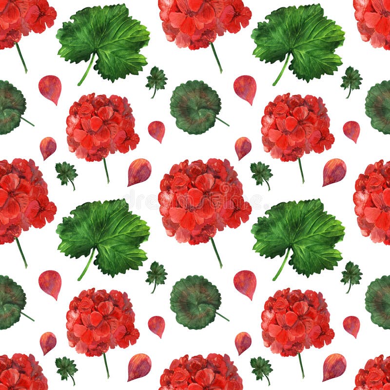 Watercolor Seamless Pattern of Blooming Geraniums, Leaves and Flowers ...