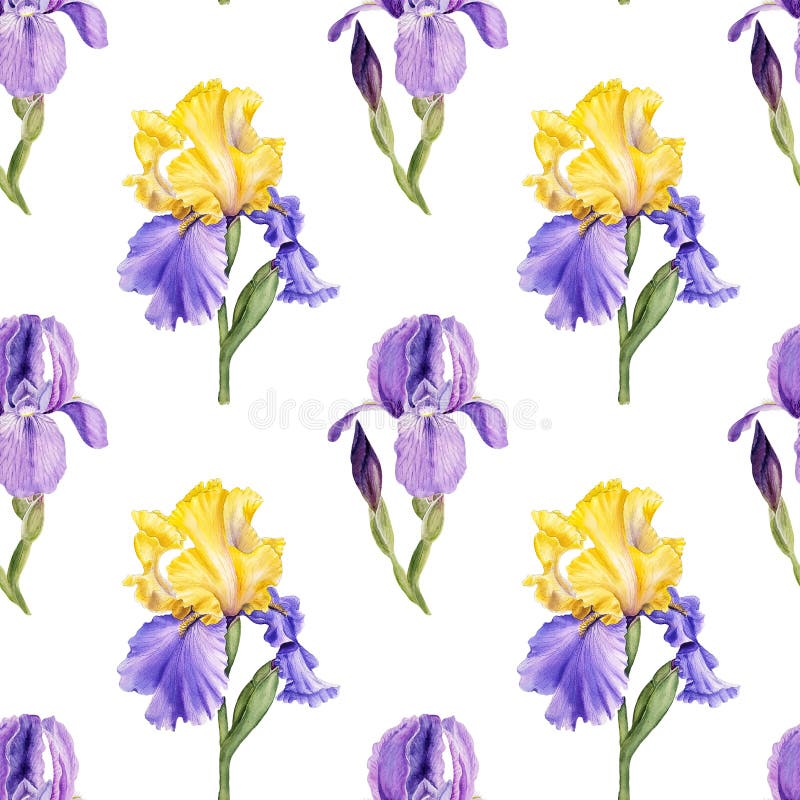 Watercolor Seamless Pattern with Blue and Yellow Flowers of Iris Stock ...