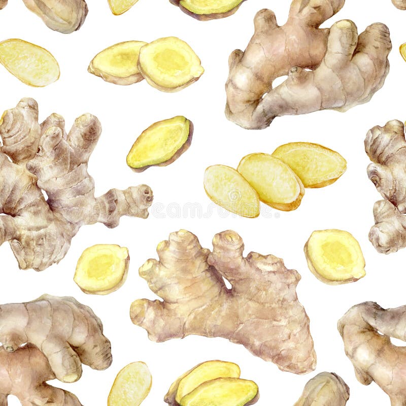 Ginger Root Set Watercolor Illustration Isolated on White Background ... Ginger Root Set Watercolor Illustration Isolated on White Background ...