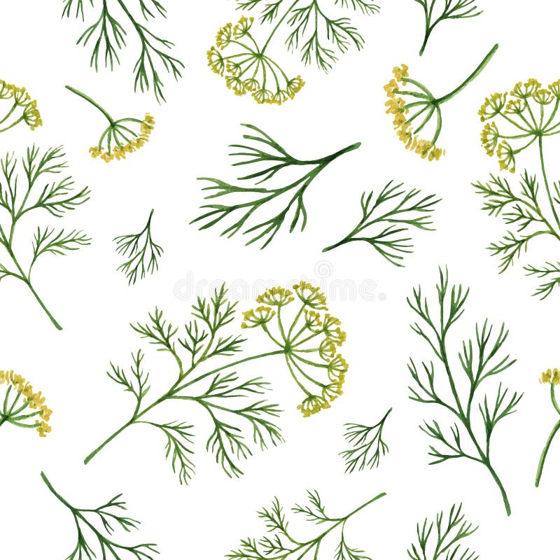 Watercolor Seamless Pattern Hand Drawn Herb Dill . Stock Vector ...