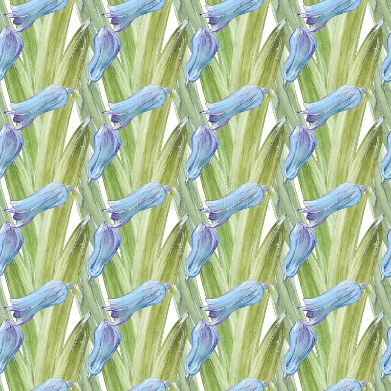 Watercolor Seamless Pattern with Jacinth Buds Stock Illustration ...