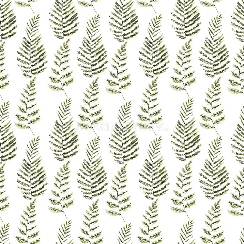 Fern Borders Stock Illustrations – 191 Fern Borders Stock Illustrations ...